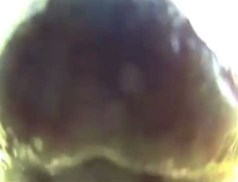 Frog Jumpscare Rperfectlycutcroaks