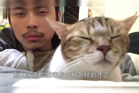 随着音乐跳动的猫咪姿态十分可爱镜头记录全过程 姿态 猫咪 镜头