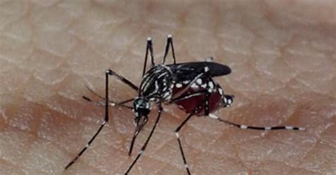 Brasil Tem Mais De 500 Mil Casos Prováveis De Dengue Rádio Itatiaia