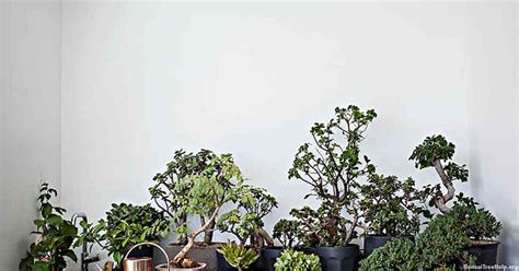 How Do I Care For A Japanese Juniper Bonsai Tree Bonsai Tree Help