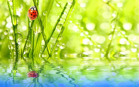 Insect Ladybug Water Drops Dew Green Grass Reflection Sky Hd Wallpaper