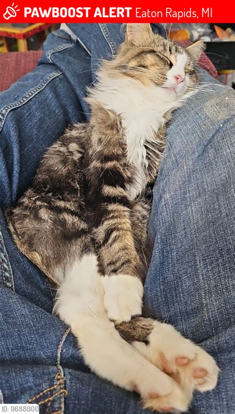 Eaton Rapids Mi Lost Female Cat Pippy Pip Is Missing Pawboost