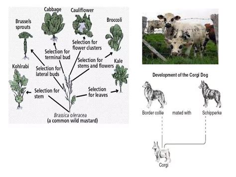 chapter 5 inheritance ppt