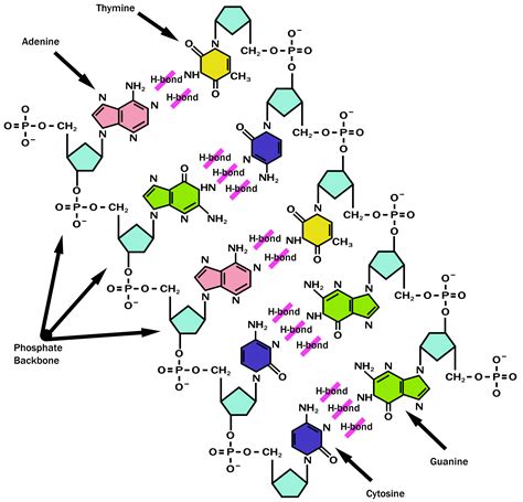 Difference Between Dna And Rna Structures