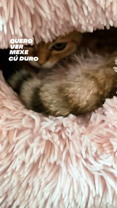 I Am Sorry Sound Is Not Working Go To Tiktok And Search Marcus Stefanik And The Real Sound Is