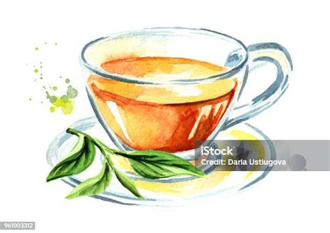 컵 녹차와 녹차 잎 흰색 배경에 고립 수채화 손으로 그린 그림 0명에 대한 스톡 벡터 아트 및 기타 이미지 0명 건강관리와 의술 건강한 생활방식 Istock