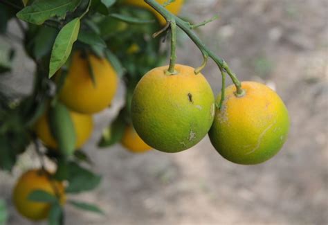 University Of Florida Releases Citrus Greening Solutions