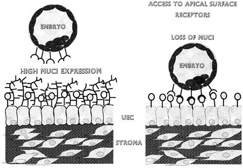 Model Of MUC Function As An Anti Adhesion Molecule During Embryo Download Scientific Diagram