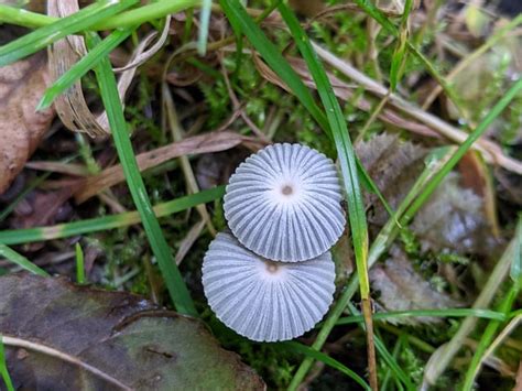 Beautiful Integral Exponential Pyramid R Mathematics