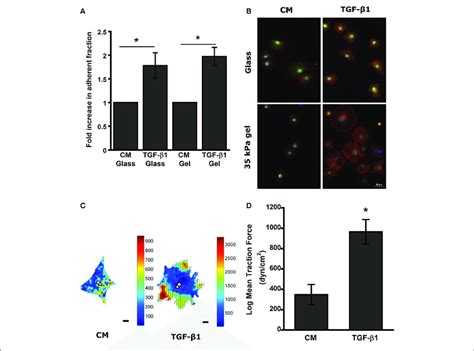 Tgf β1 Pretreated Mscs Display Higher Adhesivity And Traction Force