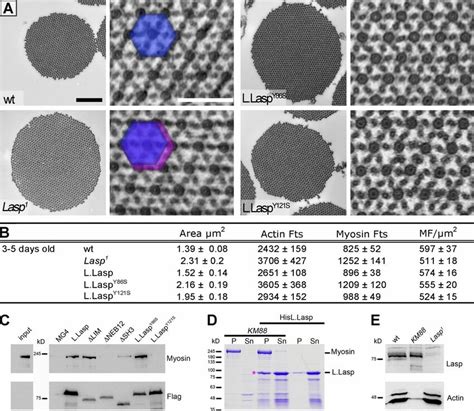 Lasp Mediates Filament Spacing A Em Cross Sections Of 35 D Old Ifm