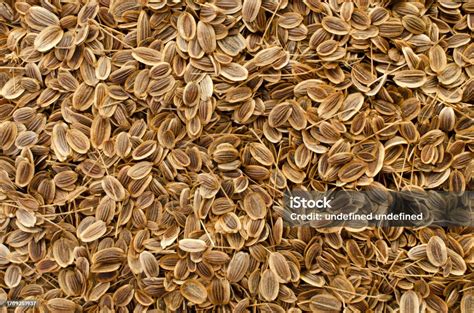 말린 딜 씨앗 더미가 클로즈업 배경 질감 평면도 딜 씨앗의 배경 평면도 딜 씨앗 배경 질감 평면도의 클로즈업 0명에 대한 스톡 사진 및 기타 이미지 Istock