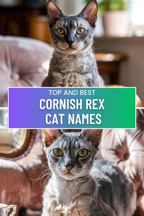 150 Best Cute Calico Cat Names Your Playful Kitty