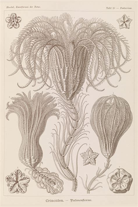 艺术形态：海百合