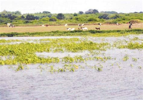 Floods Inflict 10bn Losses Across Pakistan Newspaper Dawncom