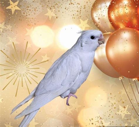 Whiteface Lutino Cockatiel Female Band 124