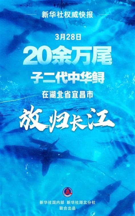 20余万尾子二代中华鲟放归长江湖北省活动宜昌