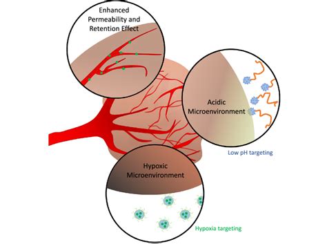 Characteristics Of The Tumor Microenvironment That Are Exploited For