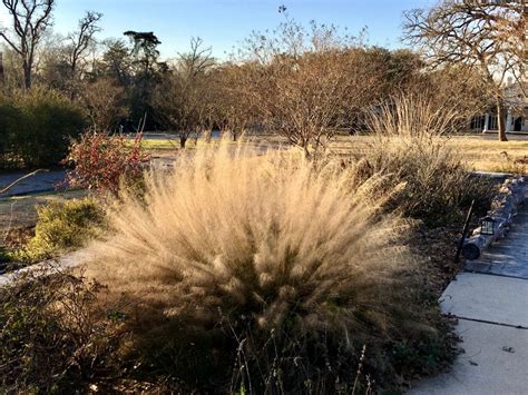 Pruning Plants In Central Texas Gardening With Charla Anthony