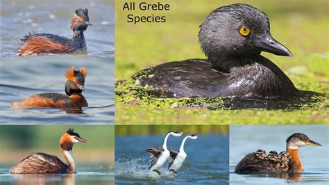 All Grebe Species Types Of Grebe Beautiful Dancing Water Bird Youtube