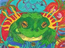ESTAS DIVINIDADES PSIQUEMOLAN BUFO ALVARIUS EL SAPO DEL AMANECER DMT