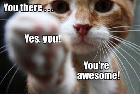 Funny Cat Memes Thank You
