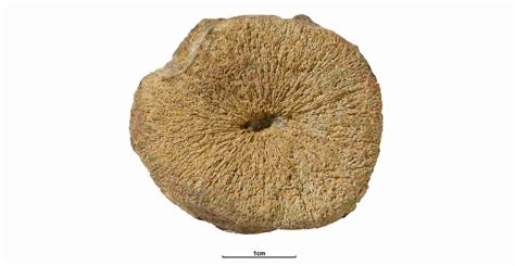 Corals British Geological Survey