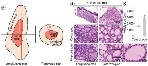 Follicular Colloid Of Thyroid