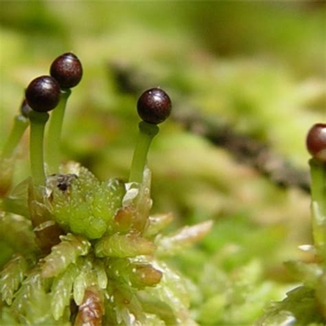 Moss Spores
