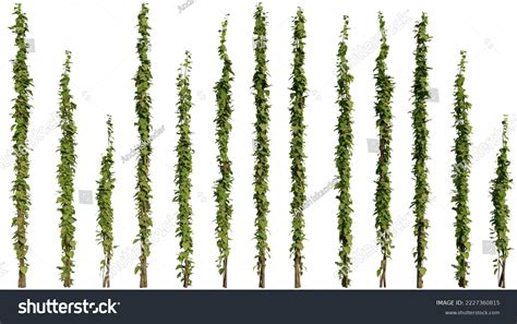 디지털 컴포지션 및 아키텍처 가시화를 위해 스톡 일러스트 2227360815 Shutterstock