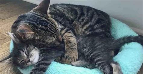 A Great Babysitter For Orphaned Kittens That Needed Appreciation