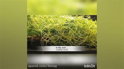 انگل سس و مبارزه با آن