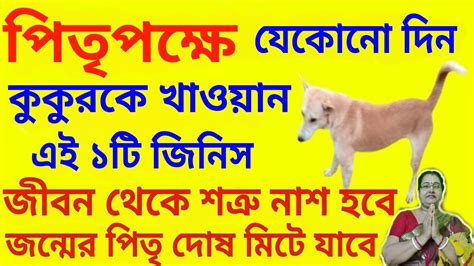 এই পিতৃপক্ষে যে কোনো দিন কুকুরকে খাওয়ান এই একটা জিনিস জীবনে আসবে অনেক