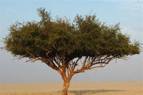وحيدة بالصحراء بعد قطعها وعمرها 87 سنة جريدة الجريدة الكويتية