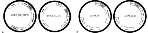 Schematic Plasmid Maps Of The Genetic Constructs A Pires