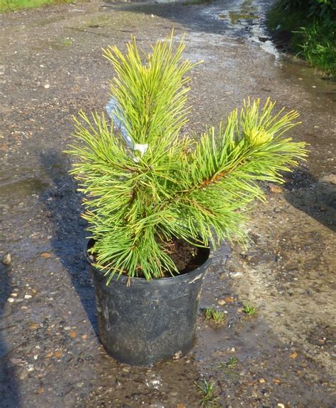 Pinus Mugo Jalubi Conifers For Sale In Uk Uk