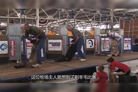 国外剃羊毛比赛，羊还没反应，“羊毛”就没了，羊：刚才发生了啥羊还没羊毛反应
