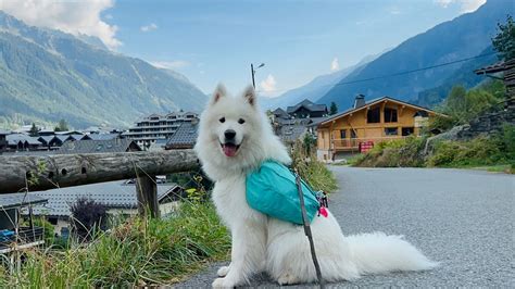 Ep1 처음으로 비행기타고 해외백패킹하는 사모예드의 스위스 프랑스 모험 일기 강아지와 텐트 밖은 유럽 Vlog Youtube