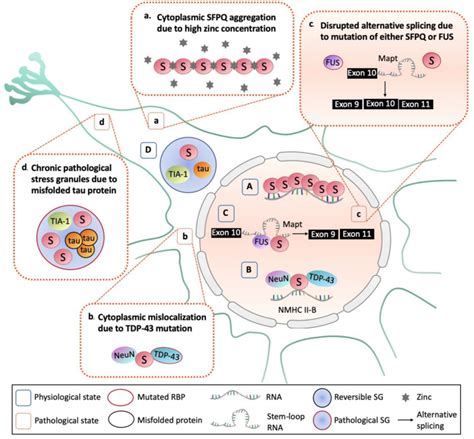 The Emerging Role Of The Rna Binding Protein Sfpq In Neuronal Function