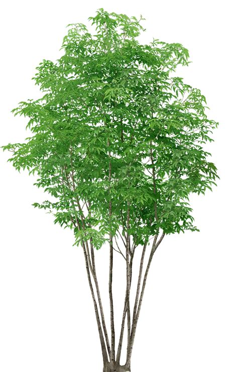 Trees Without Background Free Pictures Free Photos Free Image From