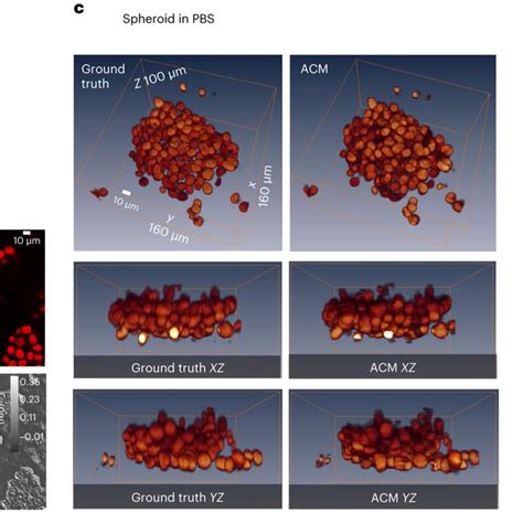 Label Free Intracellular Segmentation In Turbid Spheroids A B Cellular Download Scientific