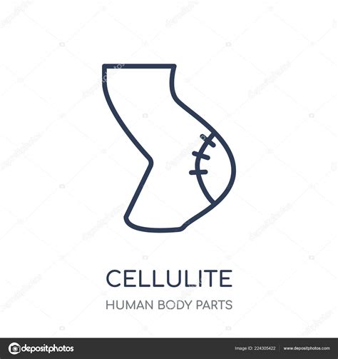 Cellulite Icon Cellulite Linear Symbol Design Human Body Parts