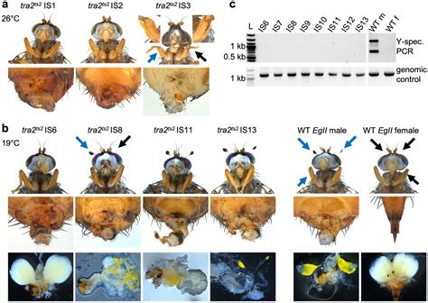 Female To Male Sex Conversion In Ceratitis Capitata By Crisprcas9 Hdr Induced Point Mutations