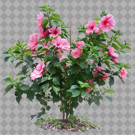 Hibiscus Rose Of Sharon With Upright Form And Have Bright Pi Png
