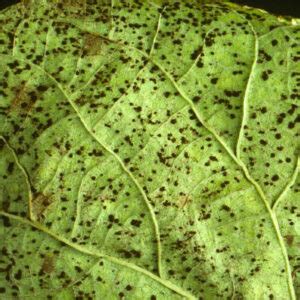 Bean Rust Hortsense Washington State University