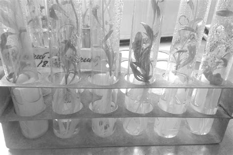 Root Development Of The Regenerated Micro Shoots Of Lycium Barbarum L