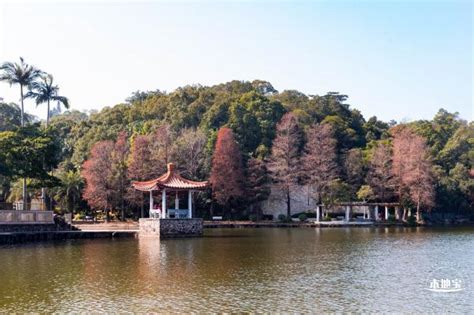 仙湖植物园落羽杉 仙湖植物园落羽杉图片 仙湖植物园落羽杉高清图片 酷吧图库