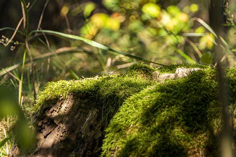 Lumut Rumput Tumbuh Tumbuhan Foto Gratis Di Pixabay Pixabay
