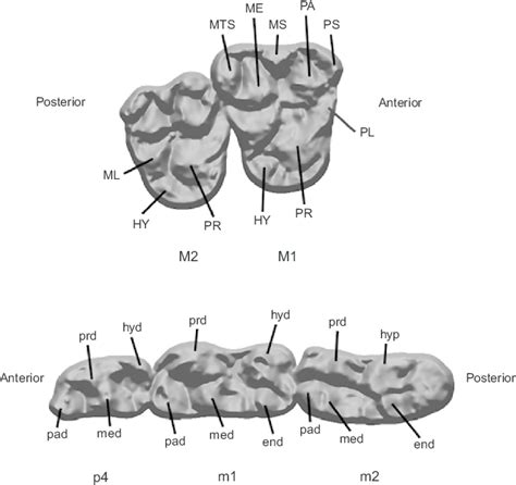 Panda Teeth Diagram