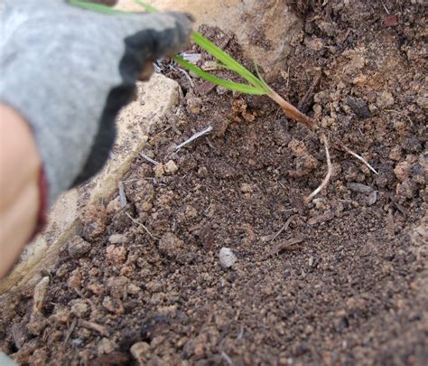 By The Way Nut Grass